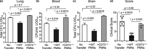 Adoptive Transfer Of Pmns From Young Wild‐type But Not Cd73−− Mice