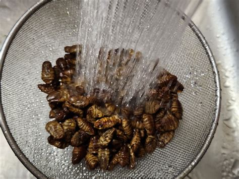 번데기탕 번데기볶음 만들기 술안주 밑반찬 종류