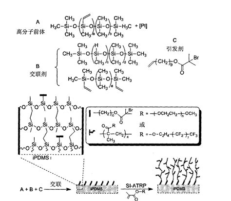 Polydimethylsiloxane With Initiator On Surface And Its Preparation Method And Use Eureka Patsnap