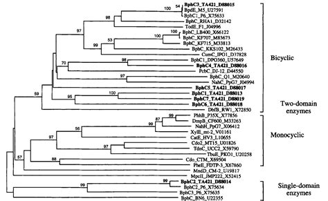 Phylogenetic Tree For Meta Cleavage Enzymes In The Catechol