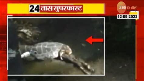 Treading Video Raigad Shocking Python Video 2022 Nb