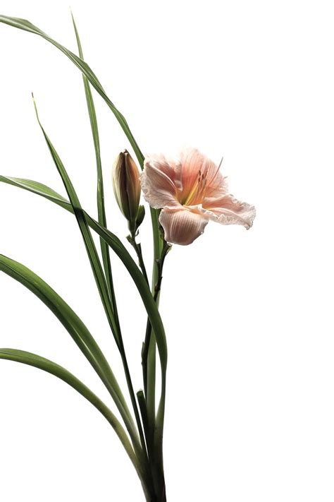 Peach Daylily Still Mary Jo Hoffman Flowers Photography Flower