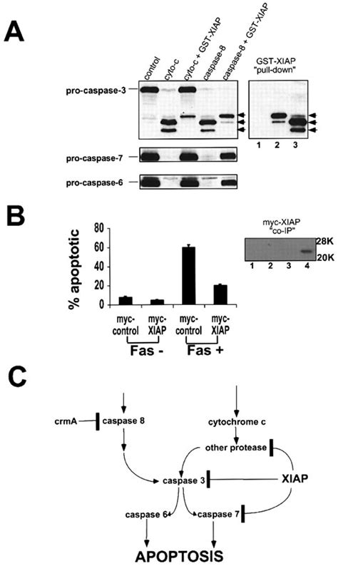 Iaps Block Apoptotic Events Induced By Caspase‐8 And Cytochrome C By Direct Inhibition Of