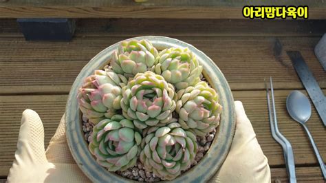 다육이 합식 크기와 모양의 따라 화분선택하기 Succulent 多肉植物 Youtube