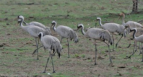 Grullas En El Campo Extremeño Extremeña Extremadura Campo