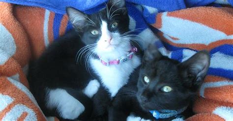 My Kittens Imgur