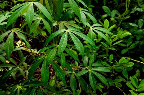 Premium Photo Cassava Tree