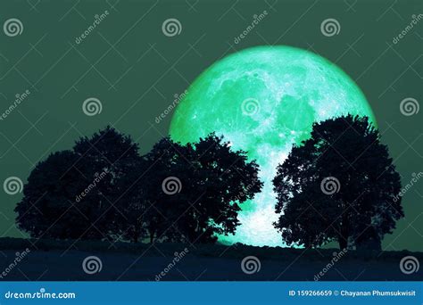 Super Full Harvest Moon On Night Sky Back Tree In The Field Stock Image