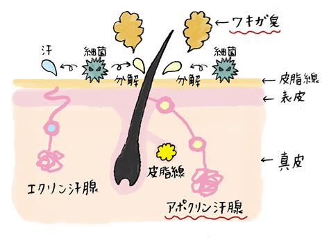 ワキガ腋臭について知ろう！原因や対策を紹介【医師監修】 セイシル