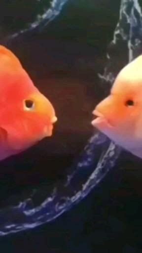 Fishy Kiss Cool Fish Cute Fish Silly Animals
