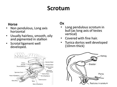 Veterinary Anatomy Of Male And Female Genital System Lectures Together And Specie Difference