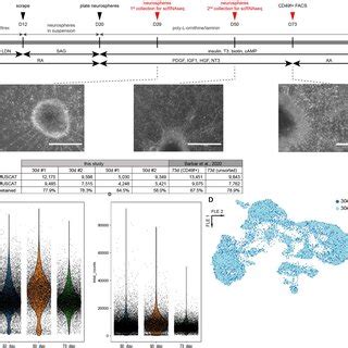 Differentiation Overview And ScRNAseq Analysis Metrics A Detailed Download Scientific Diagram