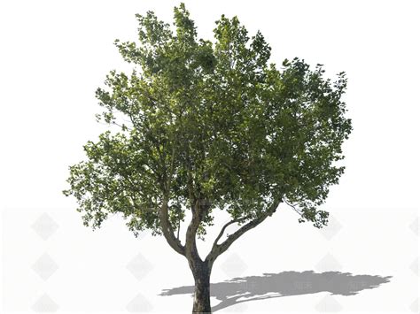 乔木su模型下载【id 1169601660】 知末su模型网
