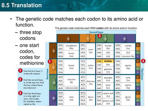 triplet code codon 3 mrna bases codon chart…use mrna to code ppt