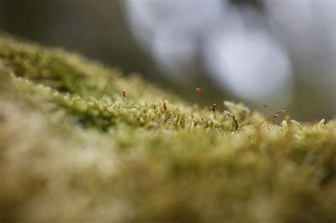 Lumut Suku Lantai Hutan Kulit Foto Gratis Di Pixabay Pixabay