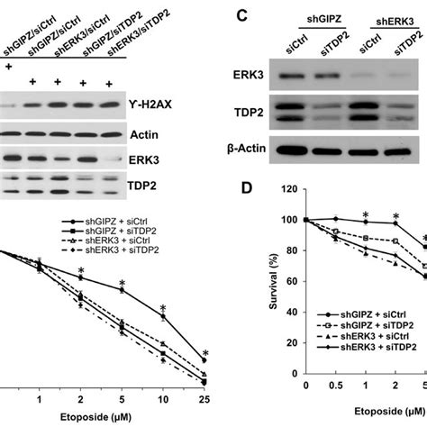 Domain Organization And Post Translational Modifications Of P53 Protein Download Scientific
