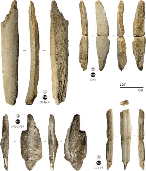 Antler Elements Selected For Ams Dating 1 2 And 3 Flakes Evidencing