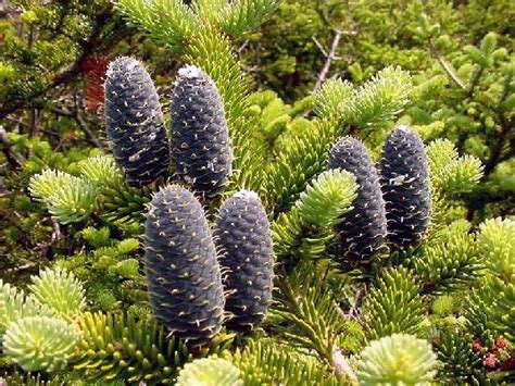 Sapin Baumier Michel Vanhoveblog