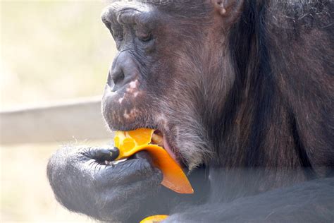 New Web Missy Eat Orange YH Jb IMG 8822 Copy Chimpanzee Sanctuary