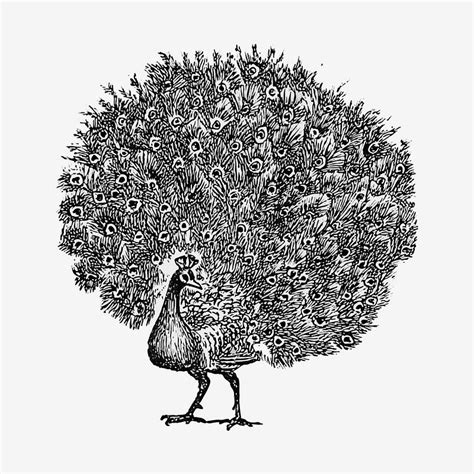 Vintage Peacock Illustration