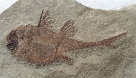 Fossil Of Ancient Crustacean Gathering Reveals New Insights Into Their
