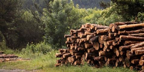 10 Examples Of Renewable Materials And Their Benefits Innaturepack