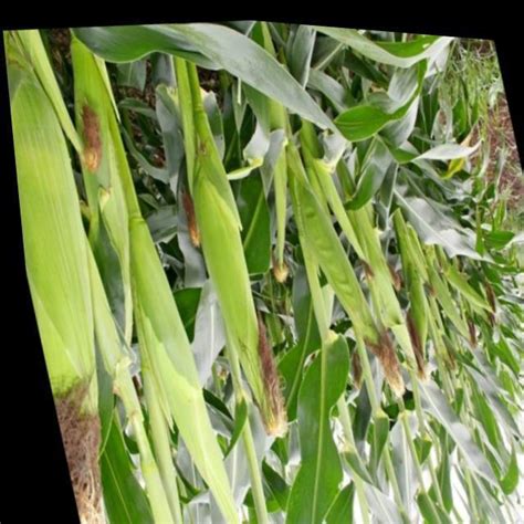 Maiz Object Detection Dataset By Spidaocampo