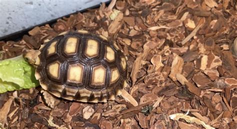 Is Her Shell Growing Okay Or Rsulcata Is Her Shell Growing Okay Or Rsulcata