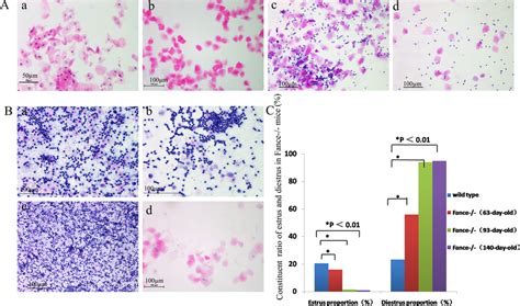 Vaginal Exfoliated Cells Stained With He A Wt Mice At Reproductive