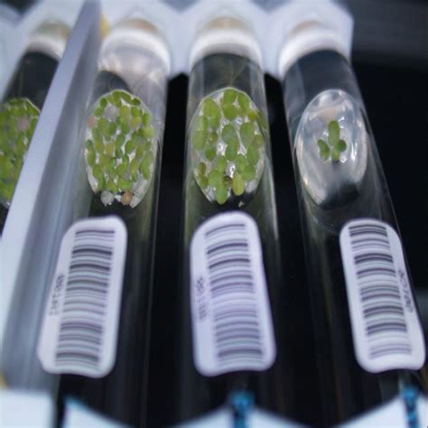 Alpha Validation Set Instance Segmentation Dataset By Test