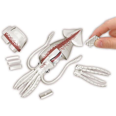 3d Squid Dissection Puzzle Japan Trend Shop