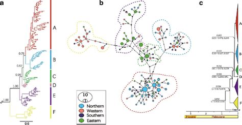 A The Phylogenetic Tree From The Bayesian Inference Analysis The