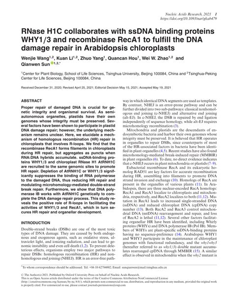 Pdf Rnase H1c Collaborates With Ssdna Binding Proteins Why13 And Recombinase Reca1 To Fulfill