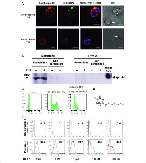 Hdl Uptake By Plasmodium Infected Erythrocytes A Uptake Of Hdl Download Scientific Diagram