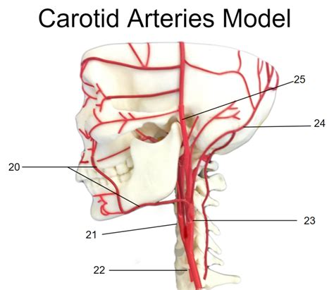 Artery Model 12 Diagram Quizlet