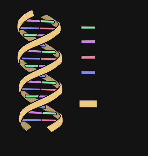 Dna Double Helix Drawing Free Download On ClipArtMag