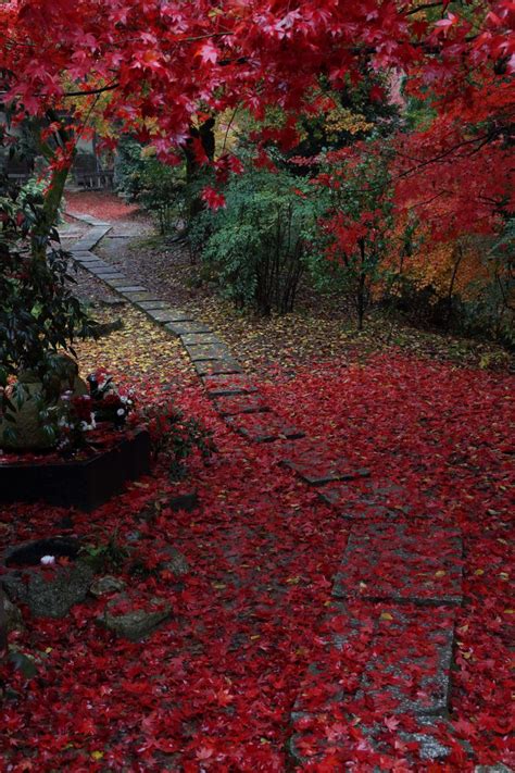 直指庵の散り紅葉 GANREF