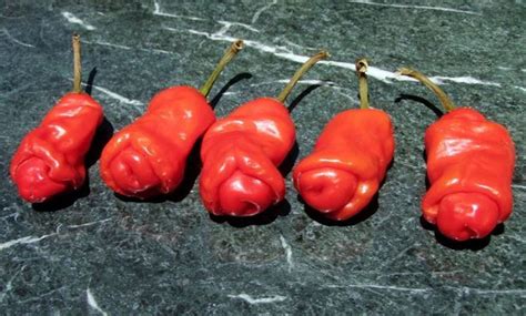 Feast Your Eyes On The Worlds Sexiest Plants