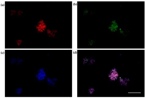 Annexin Pi Labelling Of Neural Spheroids Treated With 1 5 Mm Mpp⁺ Download Scientific Diagram
