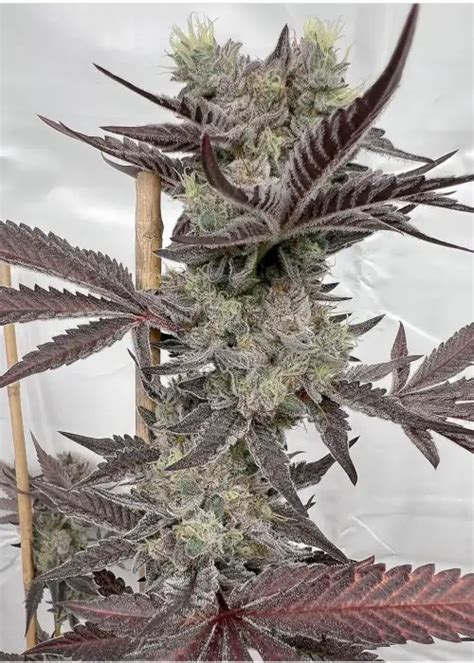 Pucker Up Cannabis Strain Information Growdiaries