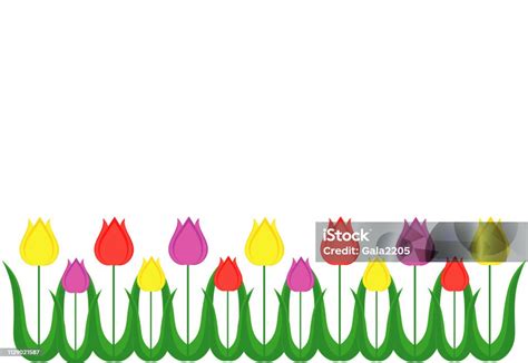 여러 가지 빛깔된 튤립입니다 설정 합니다 흰색 바탕에 벡터입니다 격리 휴가 대 한 인사말 카드입니다 텍스트에 대 한 여유 공간 0명에 대한 스톡 벡터 아트 및 기타 이미지