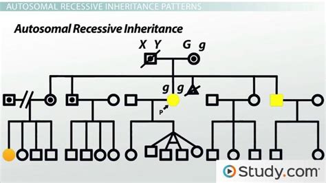 Pedigree Charts Worksheet S Background Information Pedigree Analysis