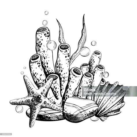 조개 불가사리 바다 스폰지 조류 자갈 및 거품 손으로 그린 그래픽 일러스트 와 흑백 컬러 라인 아트 해양 테마의 승화 배치 구도에 대한 스톡 벡터 아트 및 기타 이미지