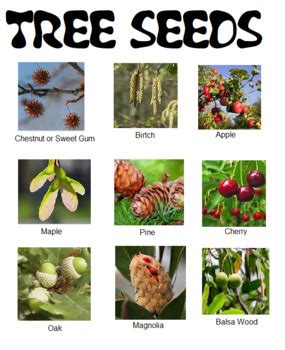 Tree Seeds Identification Color Pictures TpT