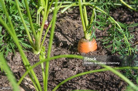 상판과 원시 당근 성장 하고있다 농업 매크로를 닫습니다 0명에 대한 스톡 사진 및 기타 이미지 0명 개념 날것 Istock