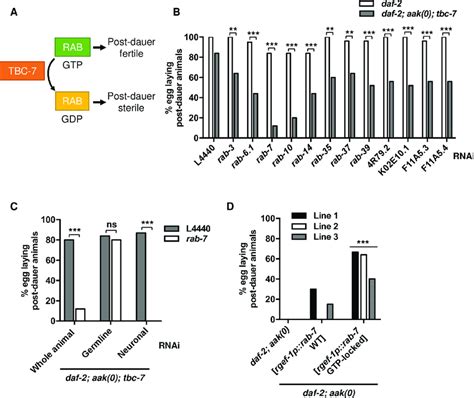 Tbc 7 Regulates Rab 7 In The Neurons To Maintain Germ Cell Integrity