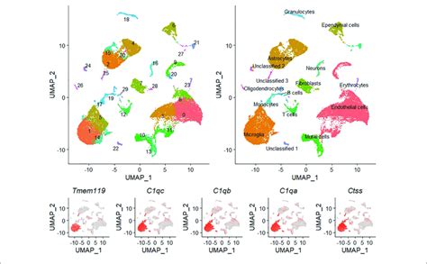 Visualization Of Whole Brain Single Cell Rna Sequencing Results