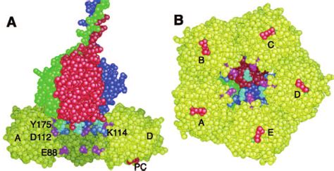 Model Of The Interaction Of CRP With C Q From Gaboriaud Et Al A Download Scientific