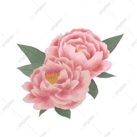 분홍색 모란 일러스트 꽃 클립 아트 삽화 모란 꽃 수채화 Png 일러스트 및 Psd 이미지 무료 다운로드 Pngtree