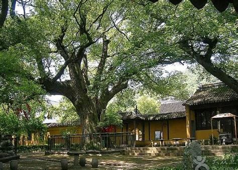 【景区】罗汉寺介绍 周边景点 苏州西山农家乐